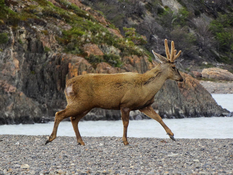 The Endangered Huemul - the Southernmost deer in the World