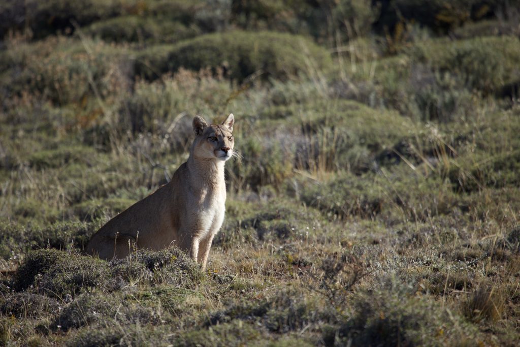 Patagonia's Pumas Star in a New Wildlife Documentary - EcoCamp Patagonia