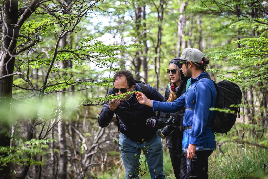 Patagonia Native Flora - EcoCamp Patagonia