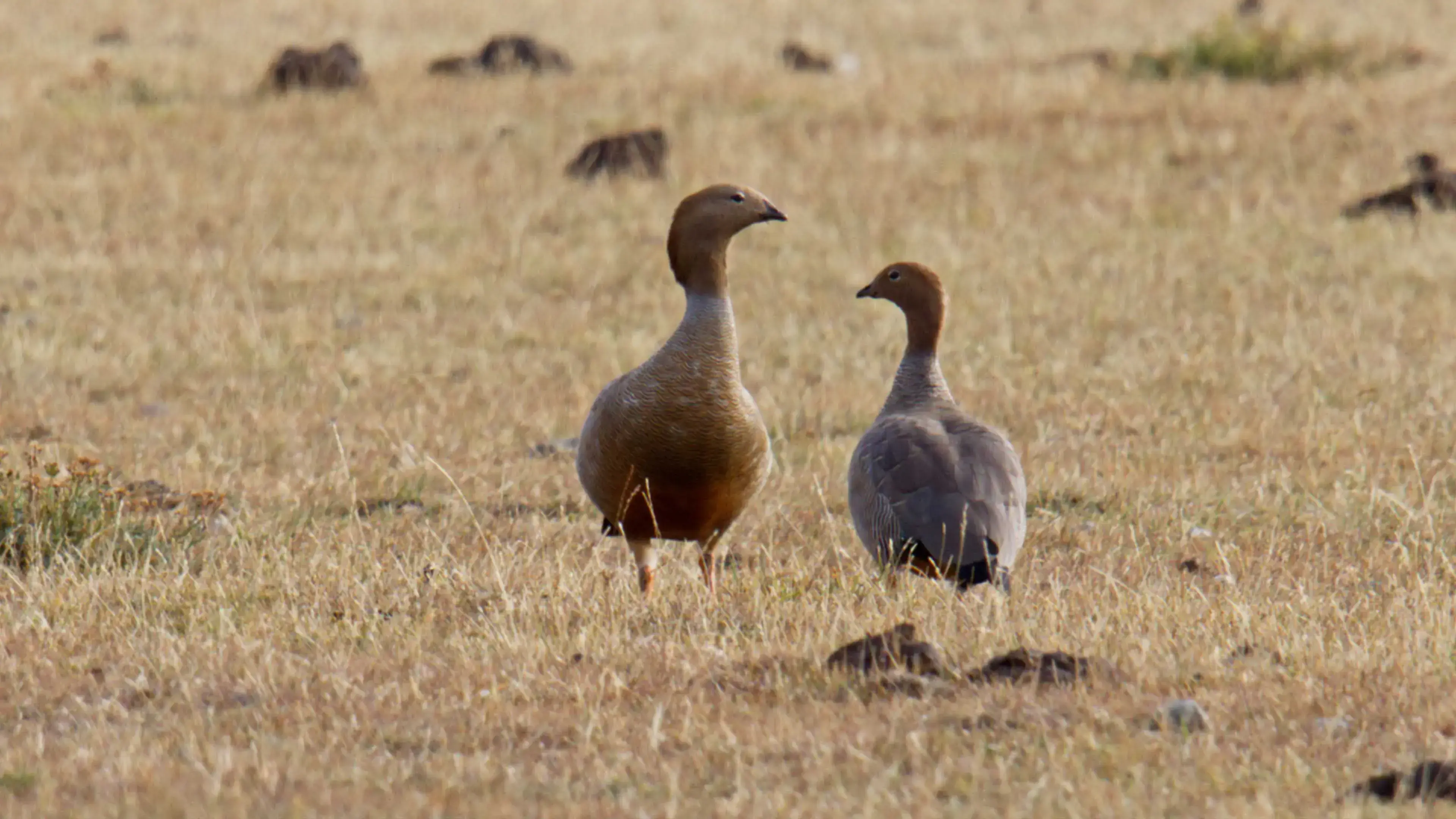The Ruddy-headed Goose, one of the most endangered species in Chile