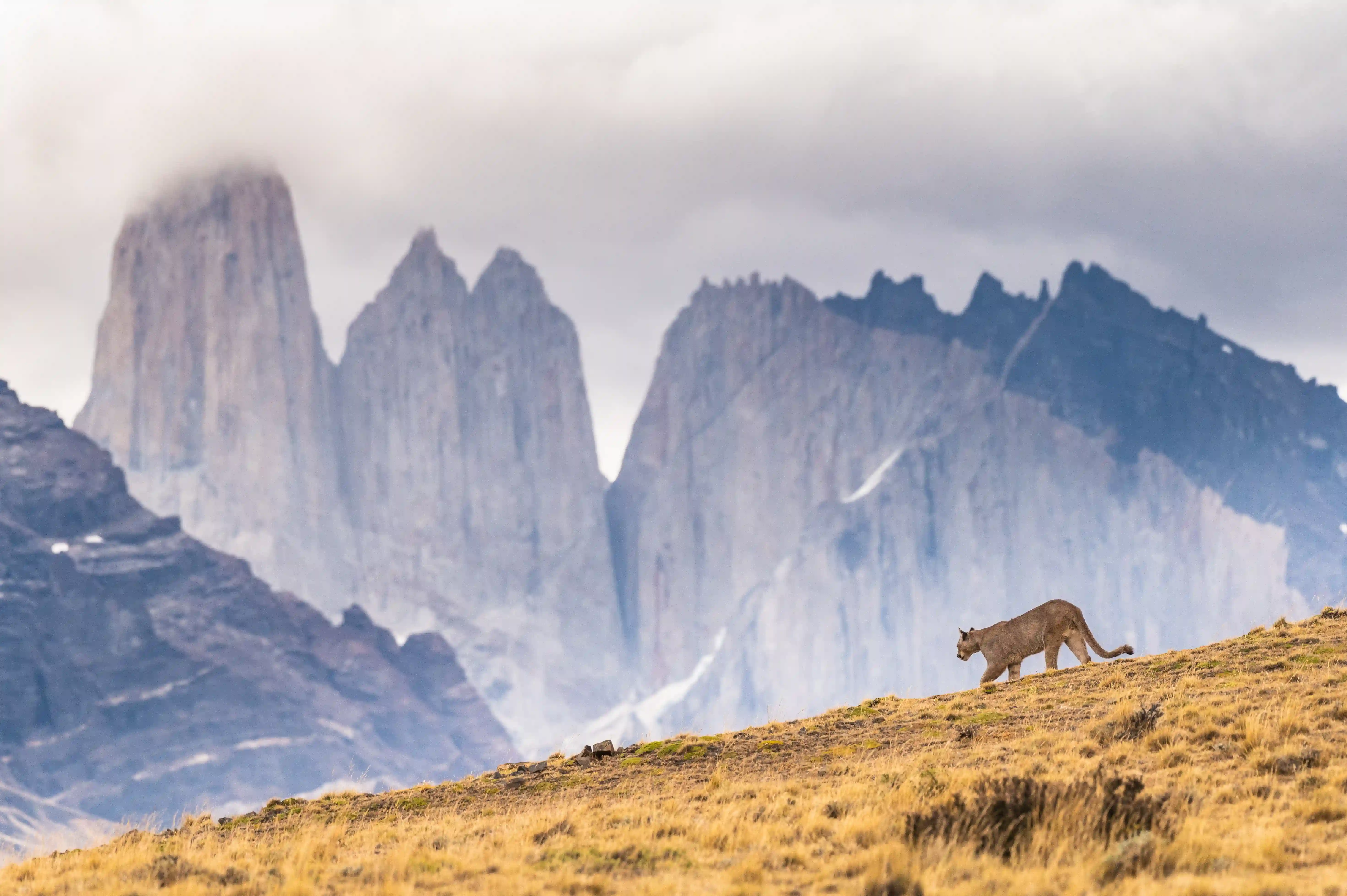 Tracking pumas in a puma's paradise : Torres del Paine national park