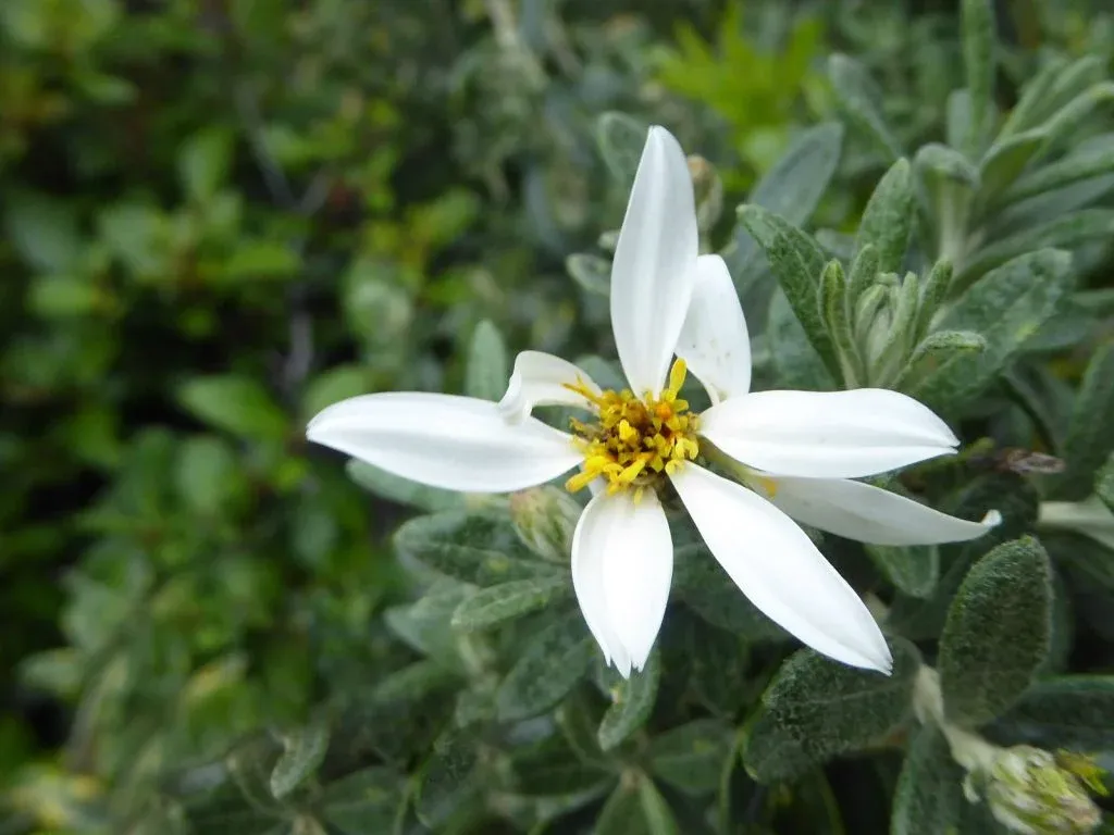 Flora Nativa de la Patagonia - EcoCamp Patagonia